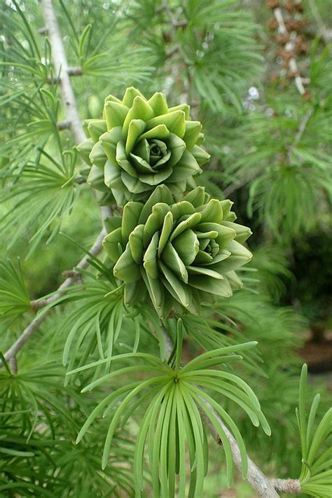 Pseudolarix Kaempferi Amabilis Woodlanders