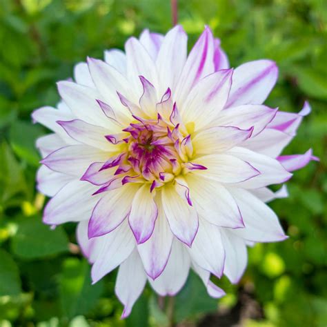 Dahlia Ferncliff Illusion