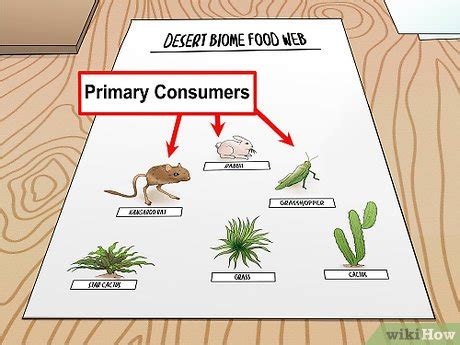 How To Draw A Food Web 11 Steps With Pictures Wikihow
