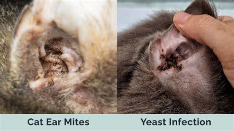 Ear Mites Vs Ear Infection