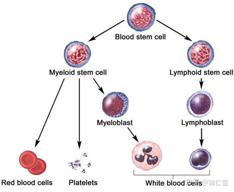 为高龄癌症患者带来福音——自体造血干细胞疗法的最新进展 知乎