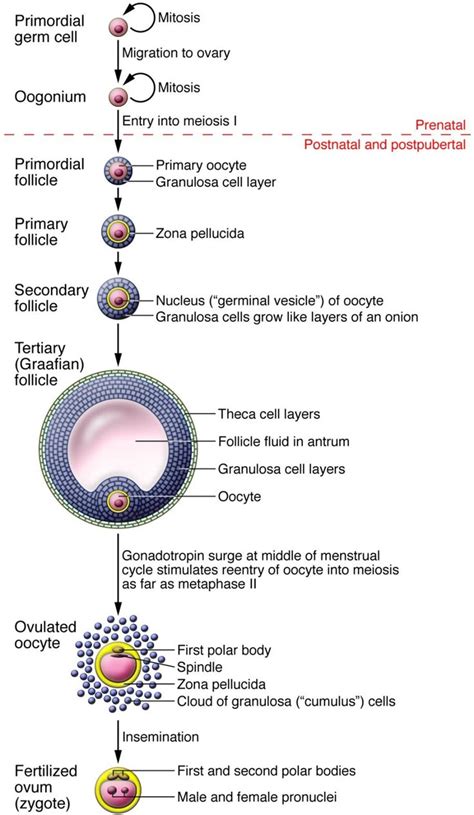 Oocyte Repropedia