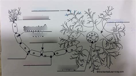Module 9 Diagram Quizlet