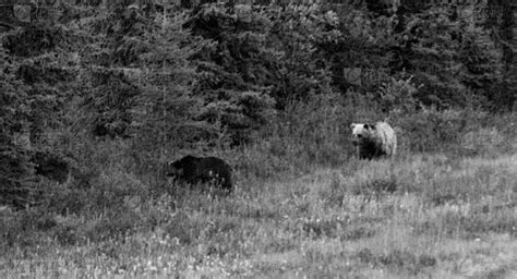 灰熊和黑熊在路上相遇
