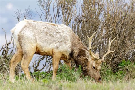 Tule Elk Bull Adult Grazing Stock Image Image Of Large Livestock