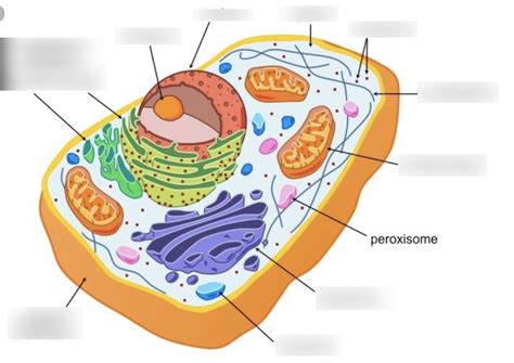 Blank Eukaryotic Cell Diagram