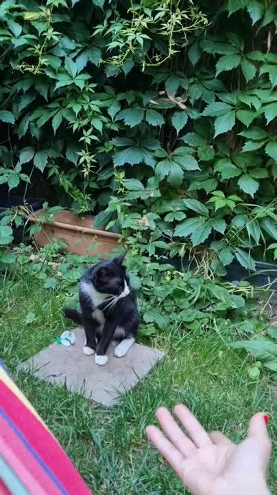 Video Diana Lungu On Linkedin Culture Startups Values