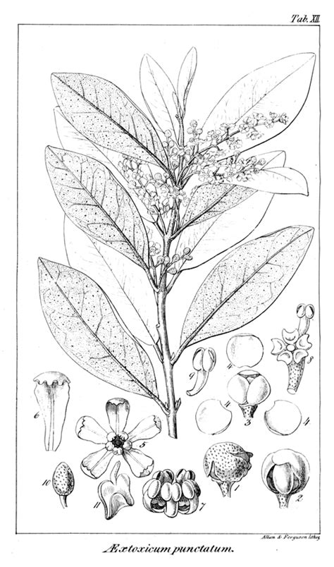 Aextoxicon Punctatum Aextoxicaceae Image 4492 At