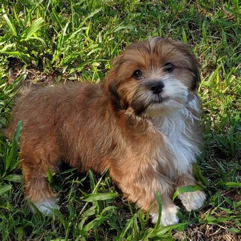 Meet The Peekapoo The Lapdog With The Courage Of A Lion K9 Web