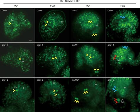 Subcellular Localization Of Met1p Met1 Yfp During Female Gametogenesis
