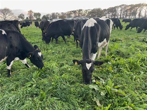 Plantain Environment And Business Johan And Kylie Van Ras Te Puninga