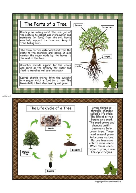 Tree Facts Reading Comprehension Mini Book Made By Teachers