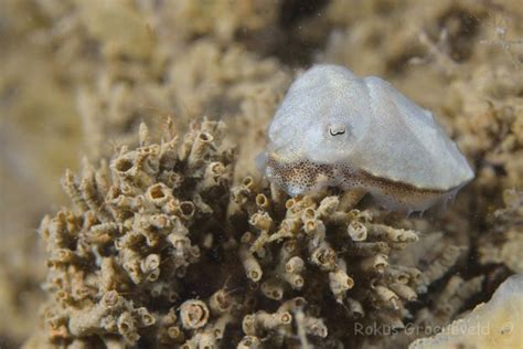 Zeelandbrug 11 Of 120