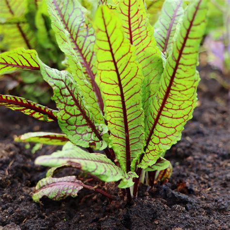 Buy Sorrel Red Veined By Kings Seeds Nz Online Kings Seeds Nz