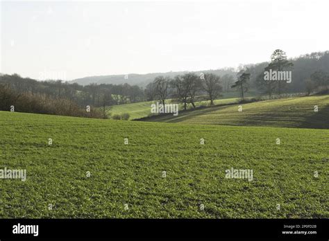 Development Of A Winter Wheat Crop From Seedling To Harvest Over Wintering Berkshire Stock