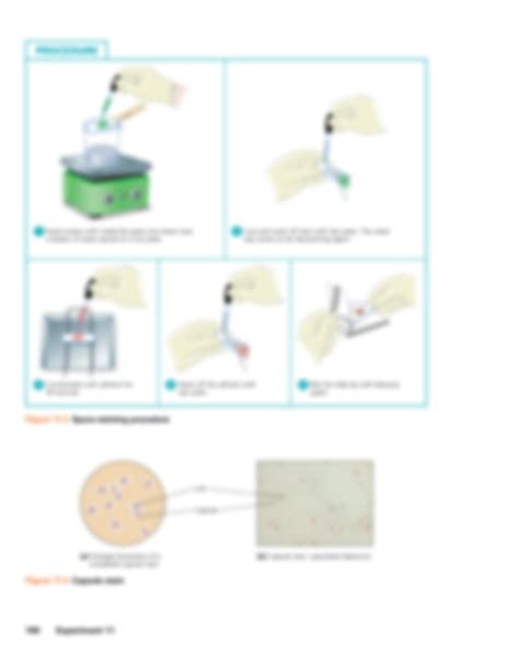 Solution Differential Staining Spore Staining Capsule Staining Etc