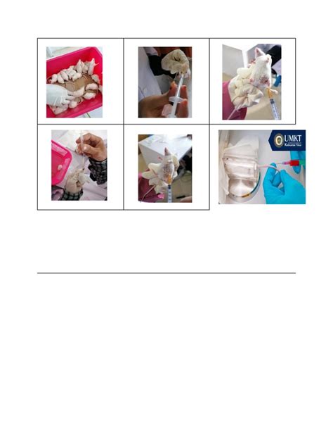 Gambar Mencit Putih Pdf