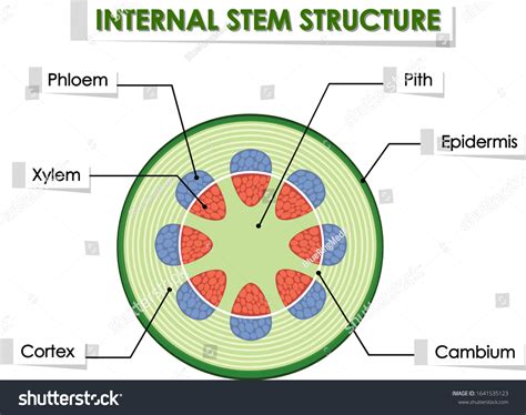 Diagram Showing Internal Stem Structure Illustration Stock Vector