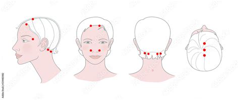 Acupuncture Points Head