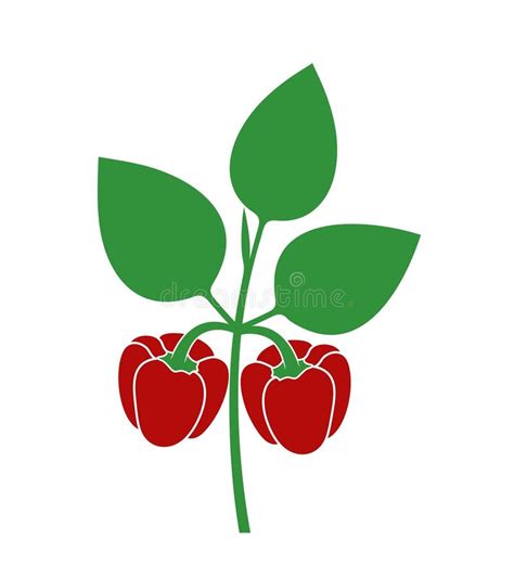 Bell Pepper Logo Isolated Bell Pepper On White Background Stock