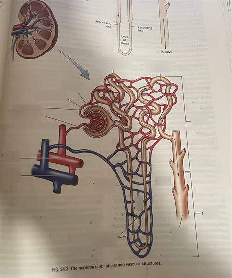 Aandp Chapter 24 Urinary System The Nephron Unit Tubular And Vascular
