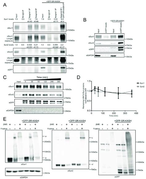 Sun1 Is Preferentially Incorporated Into Linc Complexes Over Sun2 A