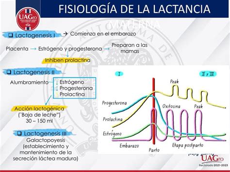 FisiologÍa De La Lactancia Materna Eloiza Piza Udocz