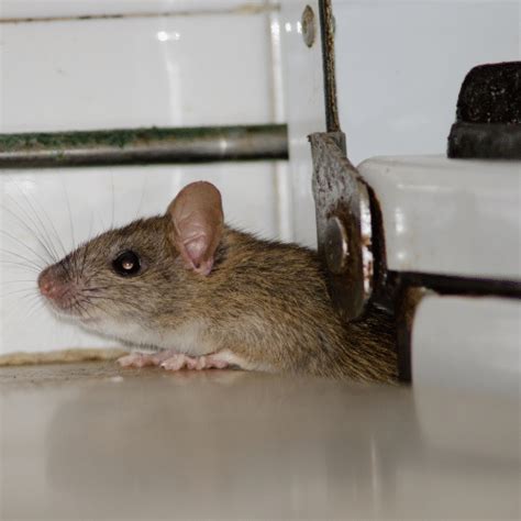 Pest Proofing Services Dublin Good Riddance Pest Control