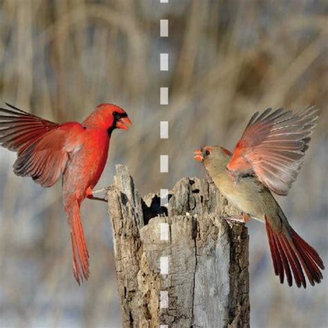 Sexual Selection Birds