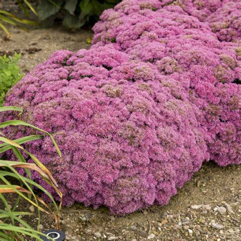 Sedum Powderpuff Pp32714 Walters Gardens Inc