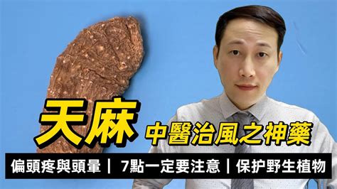 天麻，中醫治風之神藥，食用前要注意這7點，偏頭疼、頭暈是不是就用天嘛呢？如何挑選天麻呢？ Youtube
