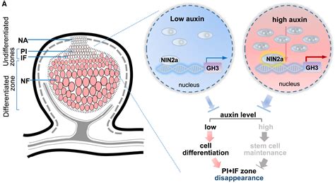 Soybean Symbiotic Nodule Zonation And Cell Differentiation Are Defined By Nin2 Signaling And Gh3