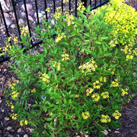 Thryalis Produces Tiny Bright Yellow Flowers With Deep Green Tiny