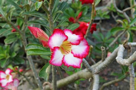 ¿cómo Cuidar Y Mantener La Rosa Del Desierto