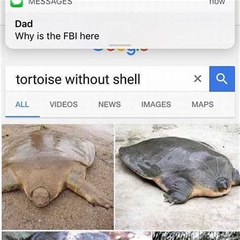 Why Is It Called Softshell Turtle Diy Seattle