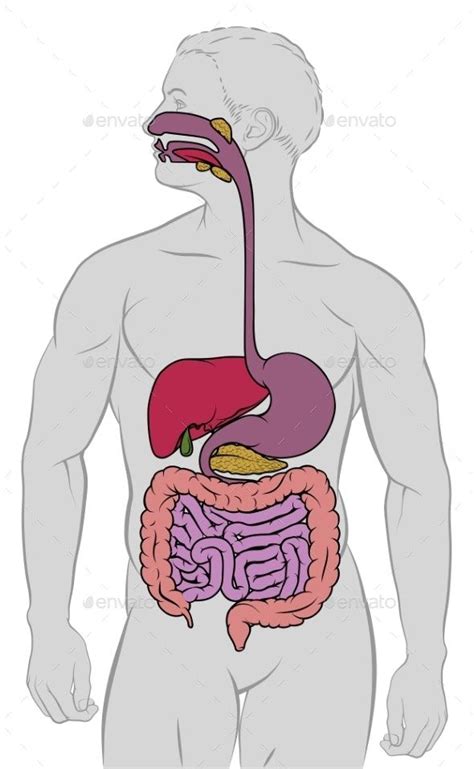 Digestive System Unlabeled Digestive System Diagram Unlabeled Human