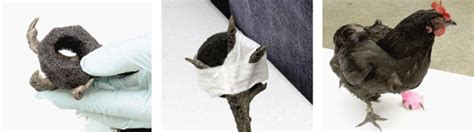 Bumblefoot Pododermatitis A Chickens Health Problem Dummies