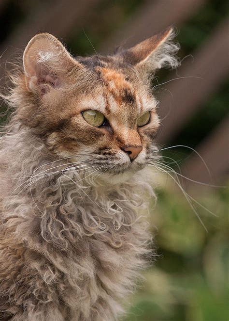 Laperm Cat Breed Profile Lovable Short Curly Haired Cats