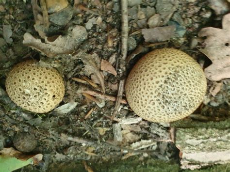Photo Common Earthball Scleroderma Citrinum