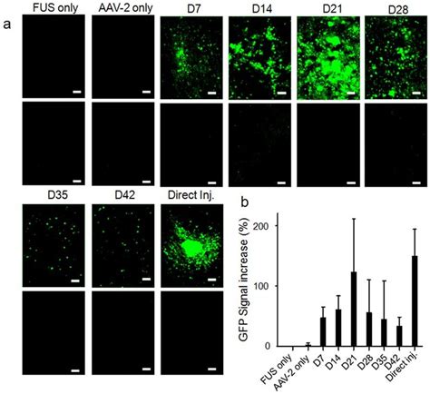 Longitudinal Gfp Expression Profiles A Gfp Expression Assayed Weekly