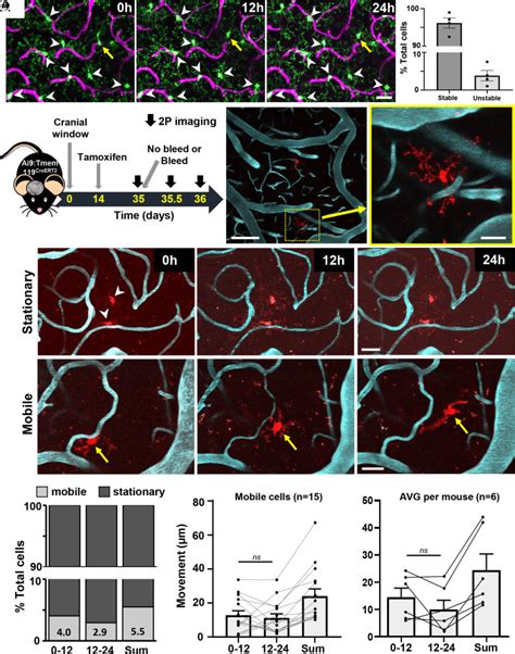 Sex And Interferon Gamma Signaling Regulate Microglia Migration In The Adult Mouse Cortex In