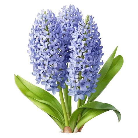 Premium Vector Editable Floral Vector Black Sage Salvia Mellifera