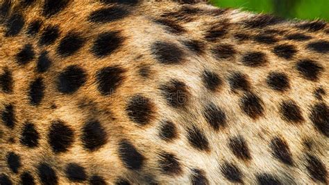 Cheetah Fur Spotted Safari Style Texture And Background Stock Image