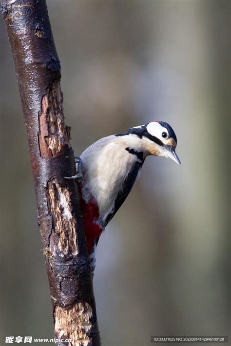 啄木鸟摄影图鸟类生物世界摄影图库昵图网
