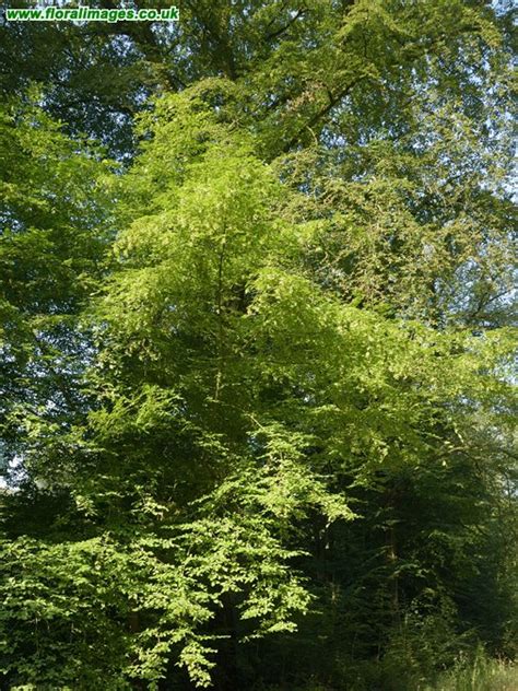 Carpinus Betulus Picture 9 Of 14