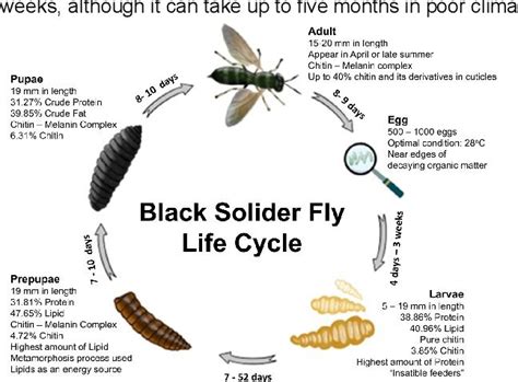 Valorization Of Black Soldier Flies At Different Life Cycle Stages