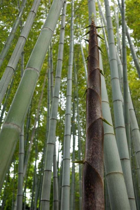 How To Grow And Care For Bamboo Plants Gardeners Path