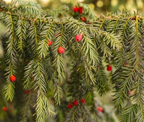 Evergreen Tree Close Up Yew Tree Green Natural Pattern Taxus Baccata