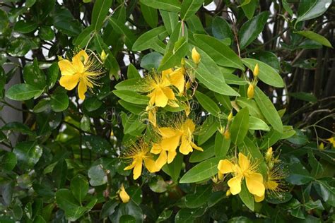 Chinese Hypericum Hypericum Monogynum Flowers Hypericaceae Semi
