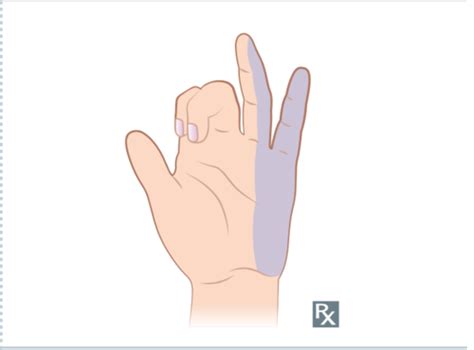 Ue Peripheral Nerve Review Flashcards Quizlet